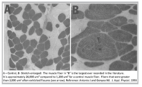 How to Trigger Hyperplasia for Maximum Muscle Growth
